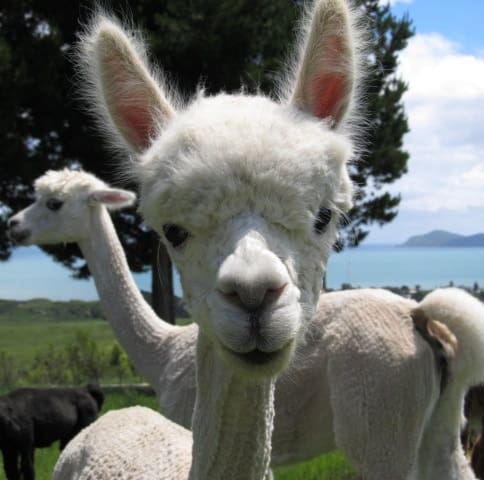 Alpacas Kapiti Wellington New Zealand